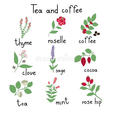 Tea And Coffee Plants Stock Vector Illustration Of Collection 269578174