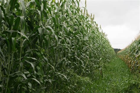 Semilla Sorgo Dulce JJT 18 Pasturas Tropicales Semillas De Pastos