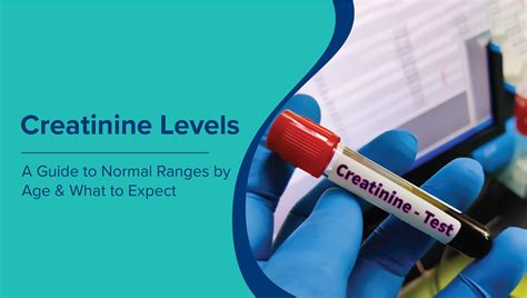 Serum Creatinine Levels Normal Range By Age And Gender High And Low