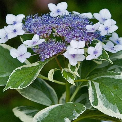 Hydrangea Macrophylla Teller Variegated