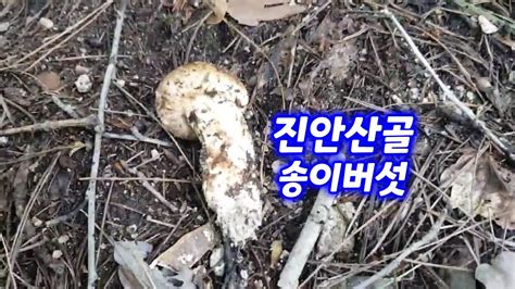 진안산골 송이버섯 채취 항암효과 면역력 강화 Youtube