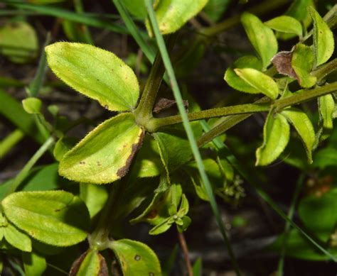 Galium Elegans Eflora Of India