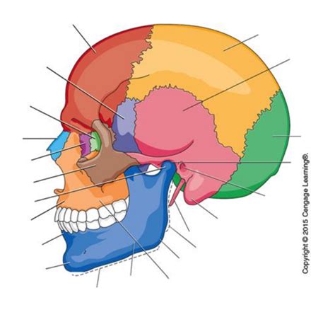 Lateral Facial Bones Diagram Quizlet