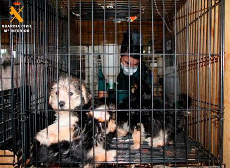 Condamné à Un An Et Demi De Prison Pour Avoir Eu 544 Chiens Dans Des