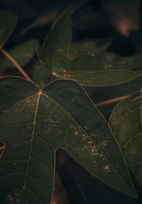 Fotografía De Enfoque Selectivo De Planta Verde · Fotos De Stock Gratuitas