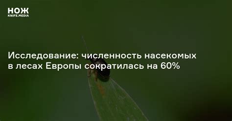 Исследование численность насекомых в лесах Европы сократилась на 60 — Нож