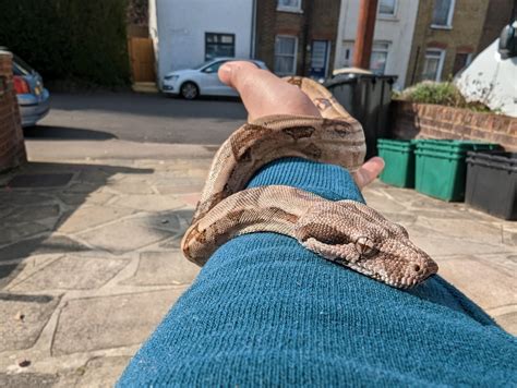 Albino Pied Reticulated Python By Bob Clark Rsnakes