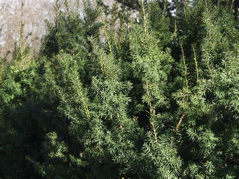 Taxus Cuspidata Harviala Oy