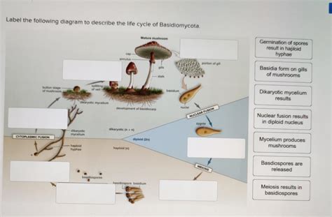 Basidiomycota Life Cycle
