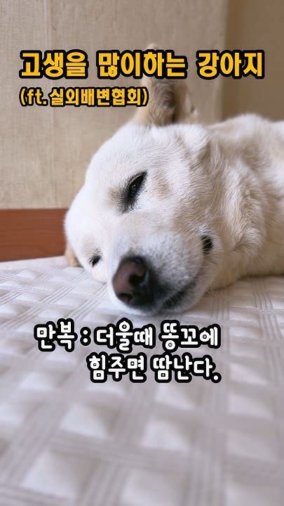 진돗개랑 살면서 힘든점 Youtube