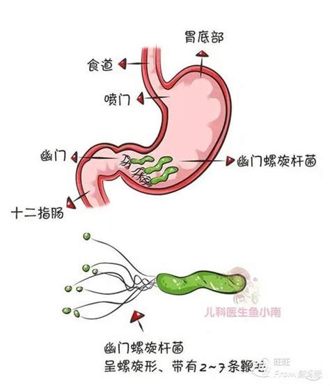 幽门和胃窦的位置图贲门和幽门的位置图胃幽门疼痛的位置图第3页大山谷图库