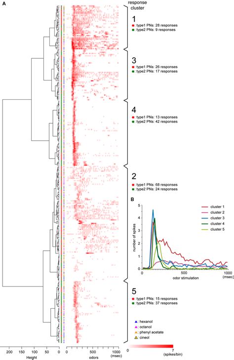 Simultaneous Intracellular Recordings From A Type1 Pn And A Type2 Pn