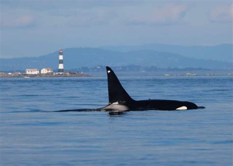 Sooke Adventure Map Beaches Hikes And Activities