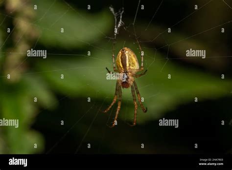 Selective Focus Of A Spider Weave A Web Between The Plants In The