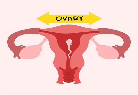 What Is Normal Ovary Size How Does It Affect Pregnancy
