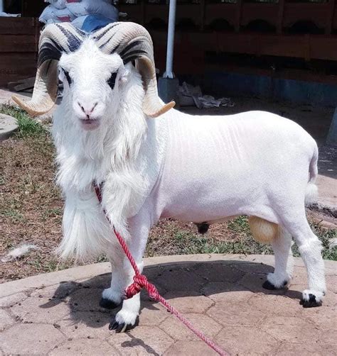 Cute Goat Bakra Eid Images Photos Artofit