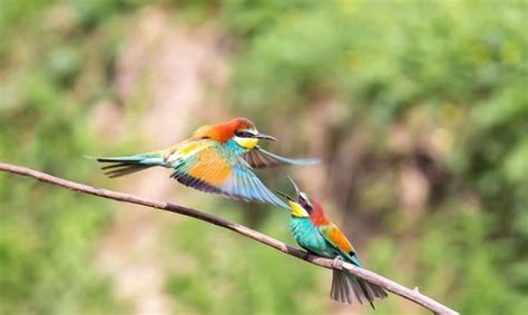 Do Birds Eat Bees Several Facts You Might Not Know
