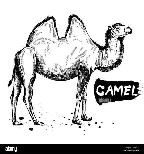 Hand Drawn Sketch Style Camel Vector Illustration Isolated On White