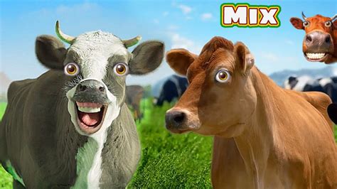 Crazy Cow Dance Song 🤠 Videos Cow Dance Song Youtube
