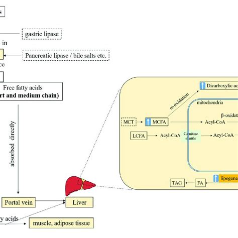 Pdf Role Medium Chain Fatty Acids In The Lipid Metabolism Of Infants