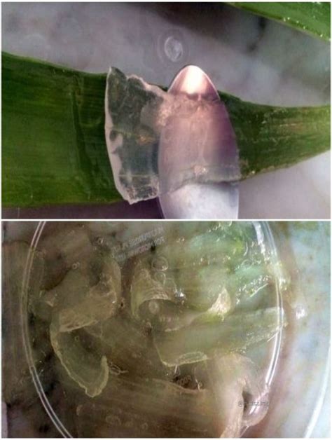 Garden Blog India Diy Aloe Vera Gel At Home 03 Gardening For Beginners