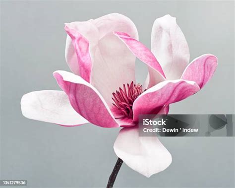 목련 릴리플로라 꽃 회색 배경에 릴리 목련 꽃 보라색 목련 꽃 꽃 식물에 대한 스톡 사진 및 기타 이미지 꽃 식물 클로즈업
