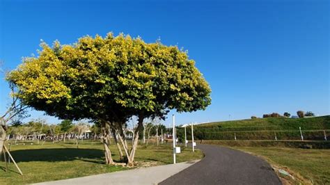 Tree Wind Autumn Free Stock Video Pixabay