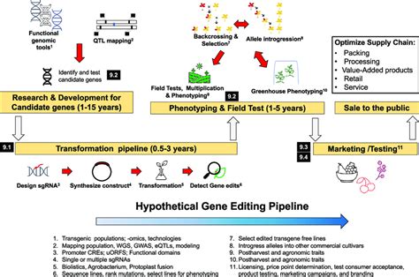 A Flowchart With Time Estimates For Developing Gene Edited Plants Download Scientific Diagram