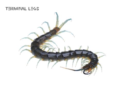 リュウジンオオムカデ Terminal Legs