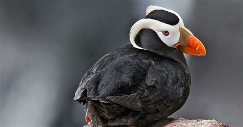 Птица с оранжевым клювом 47 фото красивые фото и картинки Pofoto Club