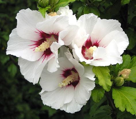 Гибискус Ред Харт (Hibiscus Red Heart, Красное сердце) – купить саженец ...