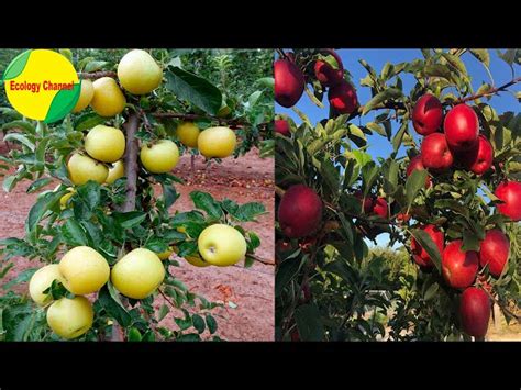 Variedades De Manzanas AL DETALLE