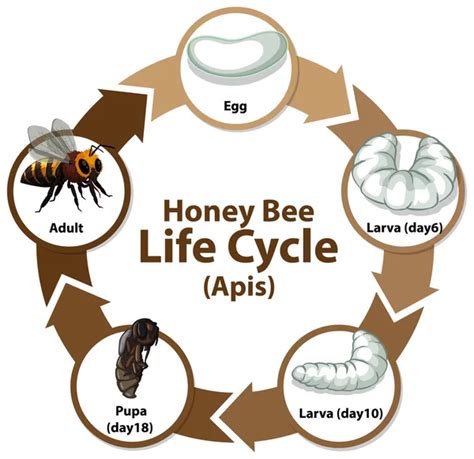 Ciclo de vida de la abeja imágenes de stock de arte vectorial Depositphotos