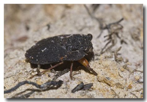 Toad Bug Lochman TransparenciesLochman Transparencies