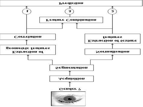 Gender Estimation Processing Path 1 2 And 3 Refers To The Approach 1