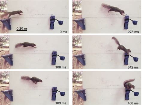Squirrels Show Off Killer Parkour Moves As They Leap From Branch To