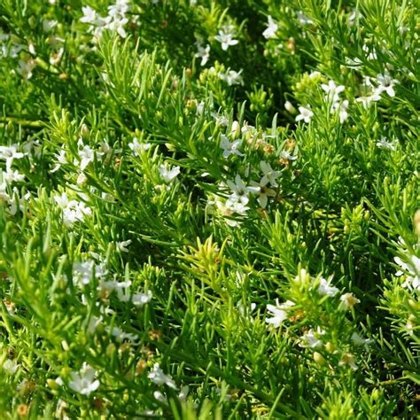 Myoporum Ground Cover Spacing Juli Haag