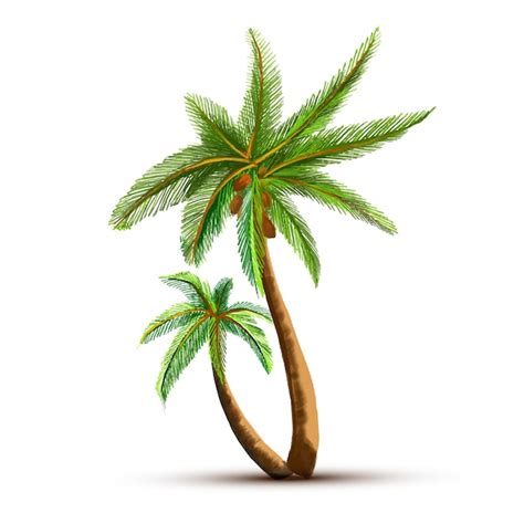 Free Vector Coconut Palm Tree Isolated On White Background