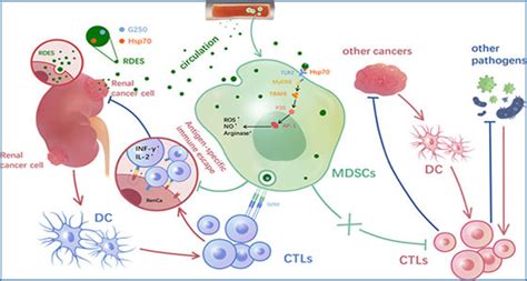Renal Cancer Derived Exosomes Induce Tumor Immune Tolerance By Antigen Specific