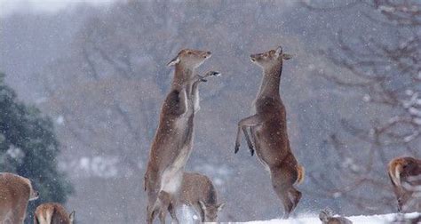 Благородный олень Cervus Elaphus