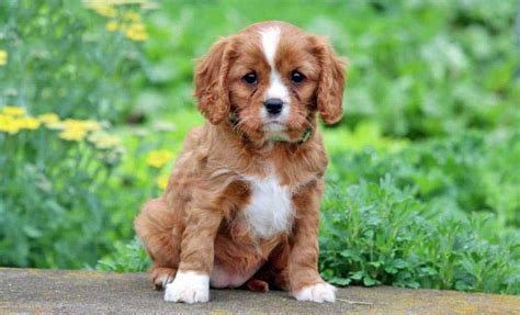 Cavalier King Charles When Do They Get Their Full Coat