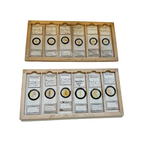 An Antique Set Of Insect Disease Microscope Slides Boxed Circa 1900