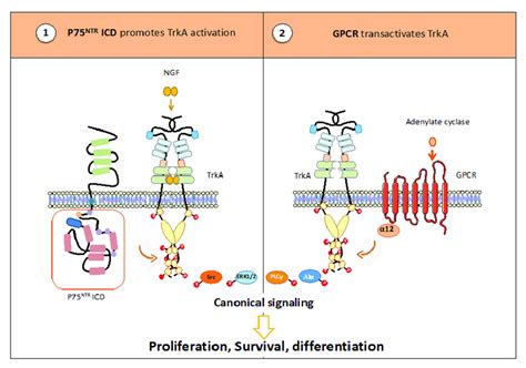 P75 Ntr 1 And Gpcr 2 Promote The Activation Of Trka Via Their