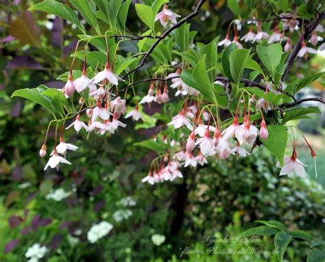 Flower Photo