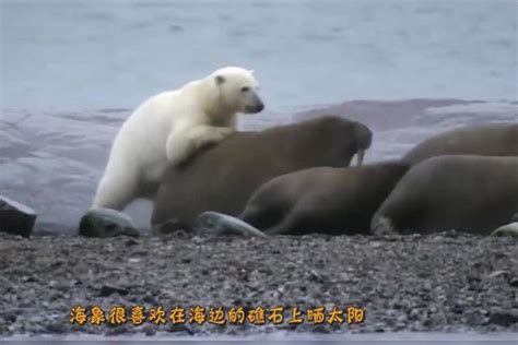 海象集体跳下悬崖自杀，到底是什么原因？真相然人意外悬崖什么海象