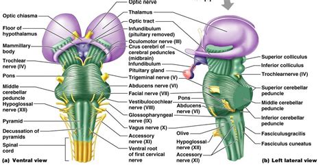 Crura Cerebri