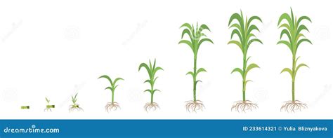 Crop Growth Phases Of Sugarcane From Planting To Maturity Stock Vector