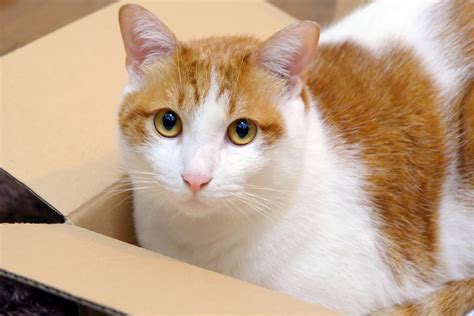 猫が“段ボール原因”でアレルギー発症は本当？ 受診の目安は？ 獣医師に聞く オトナンサー