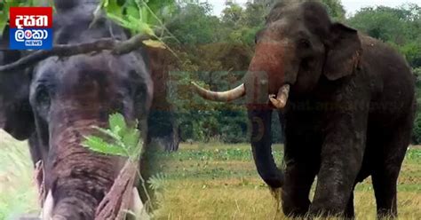 අග්බෝ ඇතාගේ වම් පාදයේ මූනිස්සම ඇති ස්ථානය විශේෂ පරීක්ෂාවකට Dasatha