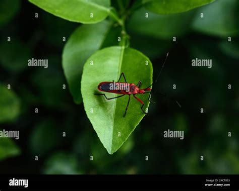 Red Giant Bugs